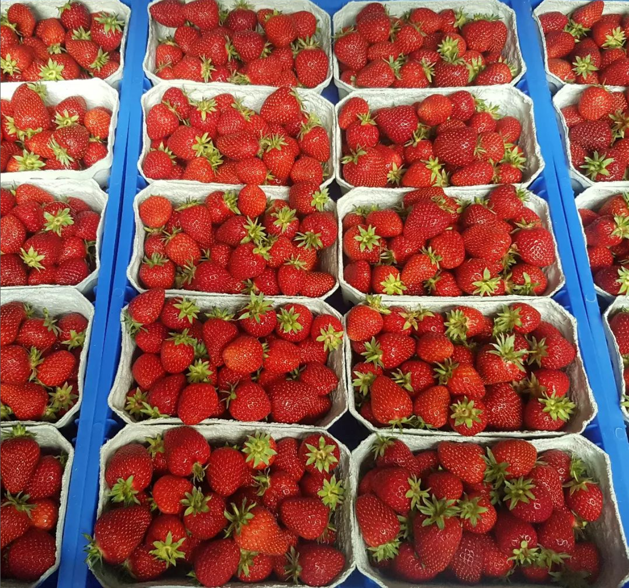 Erdbeeren